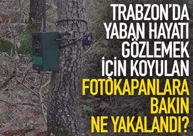 Trabzon'da kaçak avcılar Fotokapana yakalandı! - TRABZON HABER SAYFASI Trabzon'da kaçak avcılar Fotokapana yakalandı! - TRABZON HABER SAYFASI