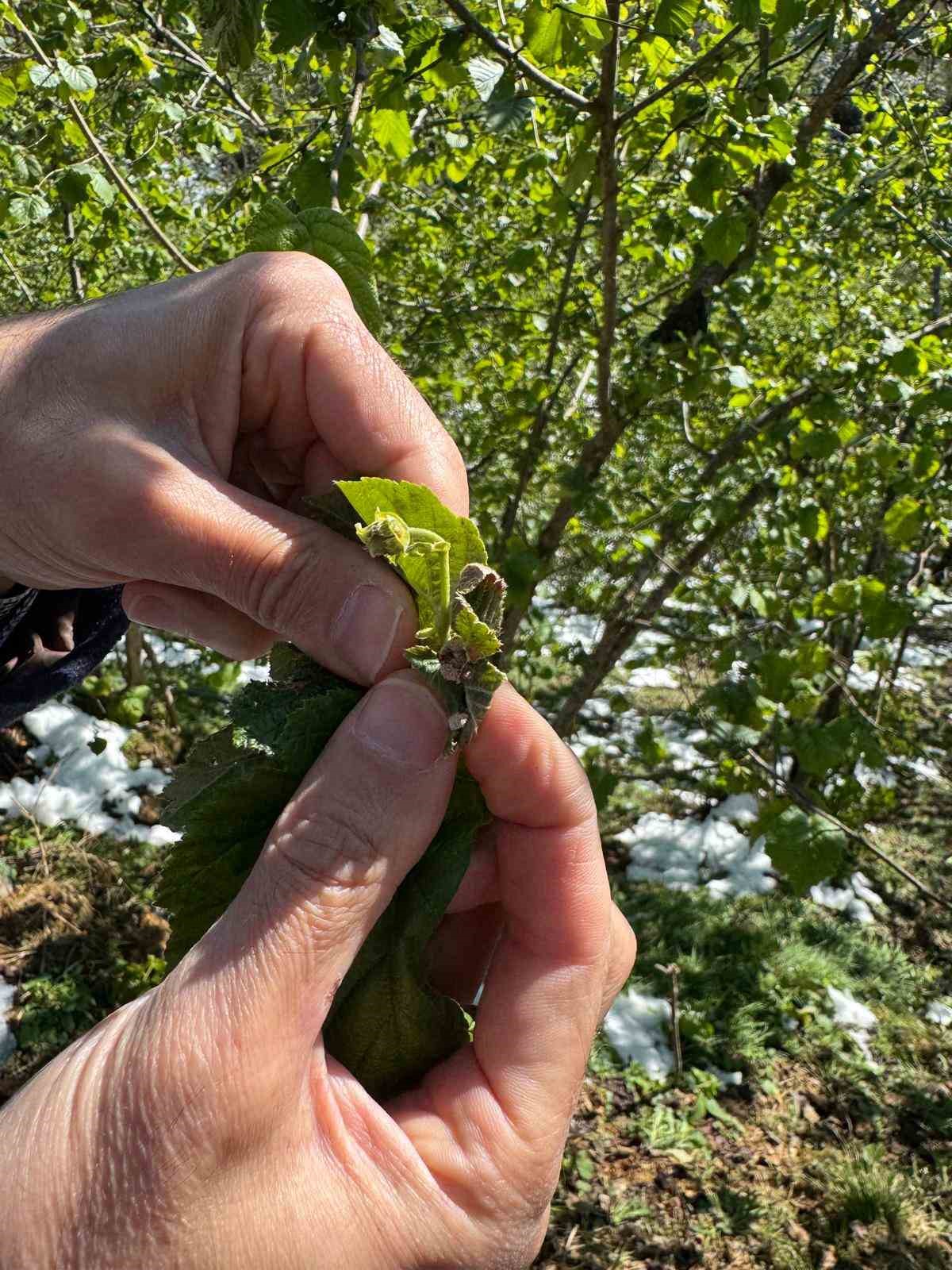 Giresun Ziraat Odası Başkanı Nurittin Karan: "Fındıkta nisan karı zirai ...