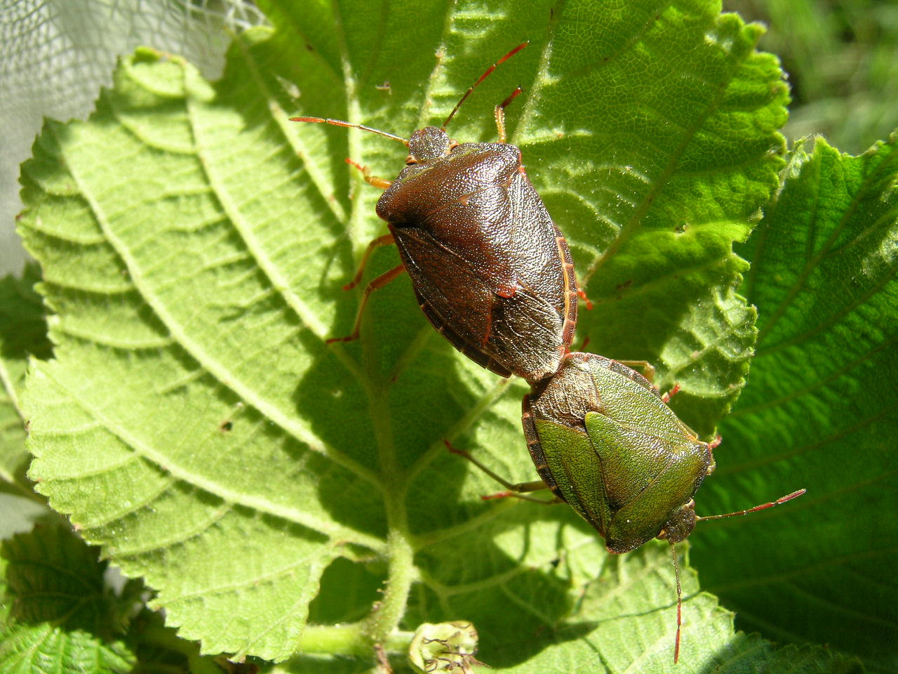 Fındıkta biyolojik mücadele - Trabzon Haber Sayfası